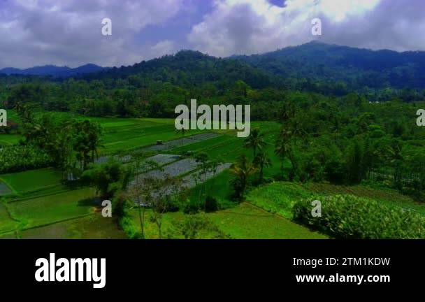 Aerial View of Green Rice Fields and villages in Pronojiwo, Lumajang ...