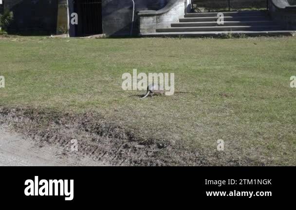 Nine-banded armadillo (Dasypus novemcinctus) at Dungeness mansion ruins ...