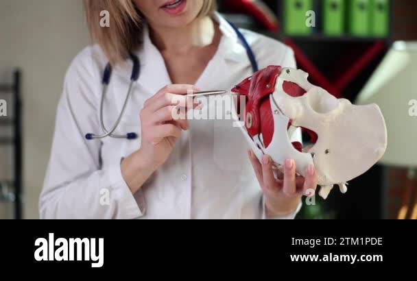 Woman doctor shows the pelvic model, a close-up. Muscles of female ...