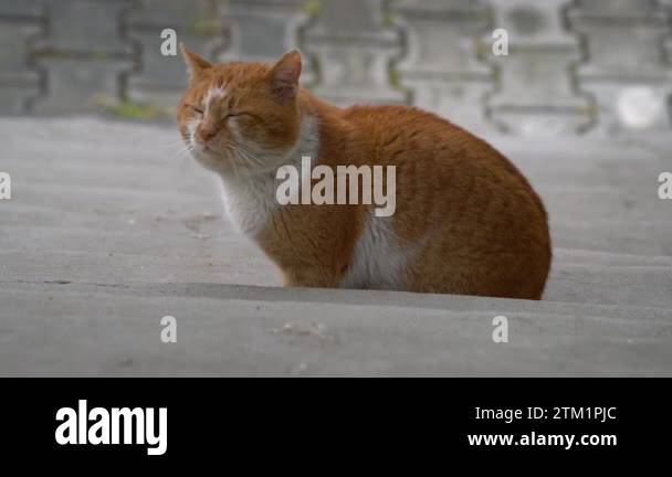 Cat mating not illustration Stock Videos & Footage - HD and 4K Video ...