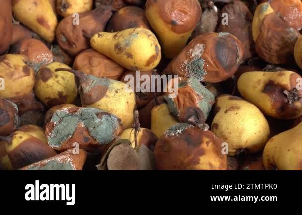 Rotten moldy pears. Food loss and waste on the farm and in grocery ...