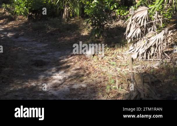 Nine-banded armadillo (Dasypus novemcinctus) on River Trail at ...