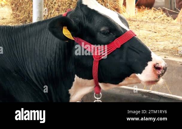 Holstein friesian cow Stock Videos & Footage - HD and 4K Video Clips ...