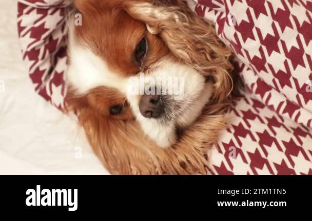 King charles cocker spaniel Stock Videos & Footage - HD and 4K Video ...