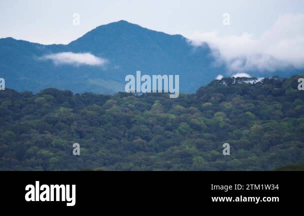 Mountain ridge overgrown by tropical rainforest. Gren dense vegetation ...