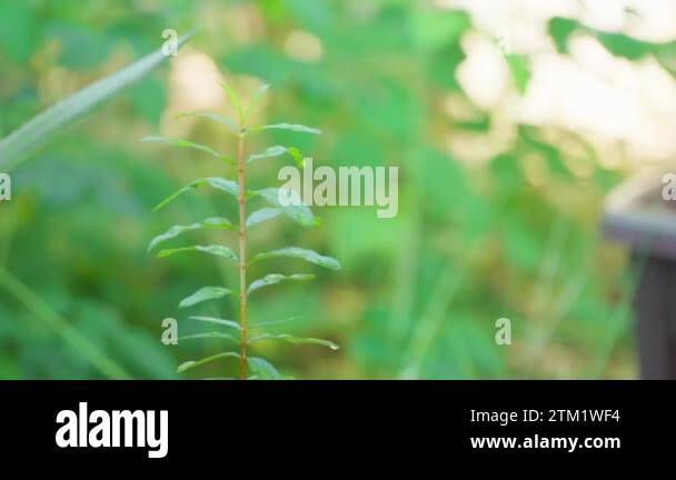 Woman's hand watering the growing plant Conserving natural resources ...