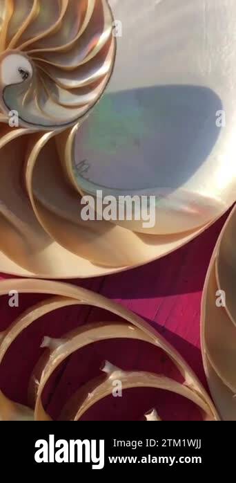 nautilus shell stock Fibonacci footage video clip turning golden ratio ...