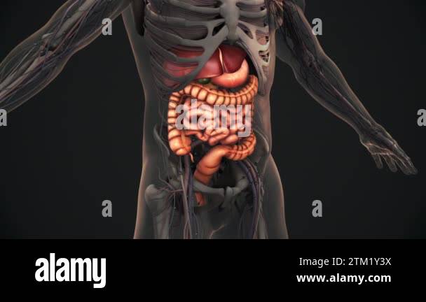 Digestive system and enzymes Stock Videos & Footage - HD and 4K Video ...