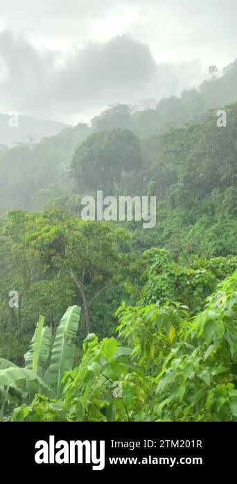Temperate rainforest water Stock Videos & Footage - HD and 4K Video ...