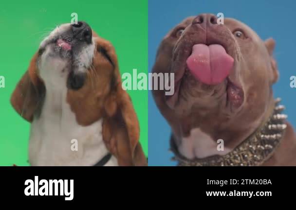 collage of adorable beagle and American bully dogs sticking out tongue ...