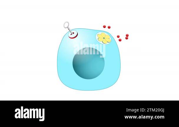 How Does Insulin Work Insulin Acts As The Key Which Unlocks The Cell
