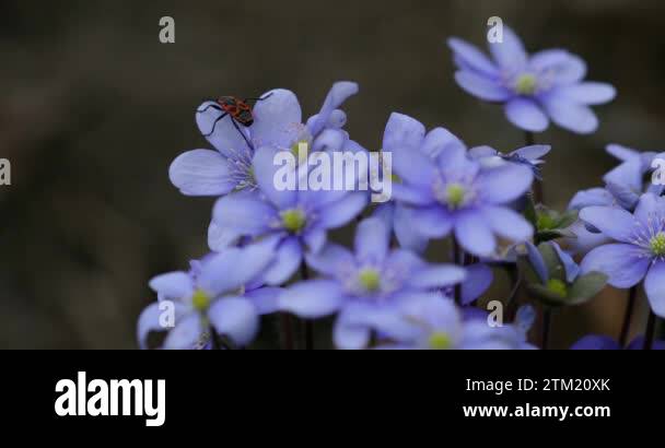 Liverwort Blooming Blue Hepatica Flower and European firebug in Wild ...