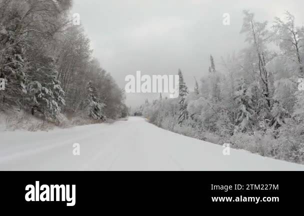 Bending trees with snow in a forest Stock Videos & Footage - HD and 4K ...