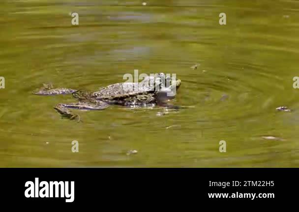 Common frog, Rana temporaria, single reptile croaking in water, also ...