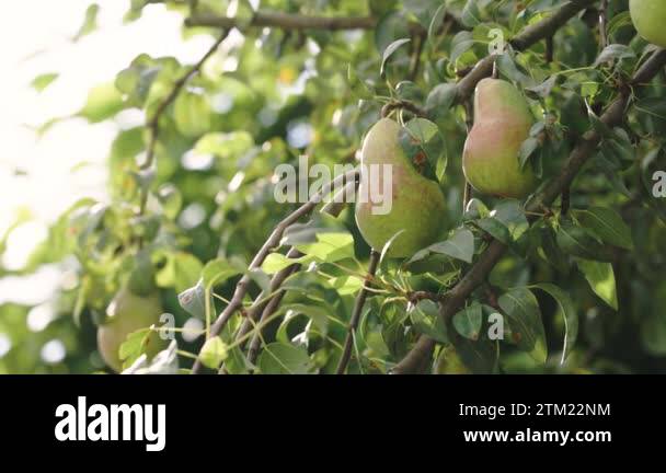 Pear tree plantation. Pear garden in the country. Pear on a tree in an ...
