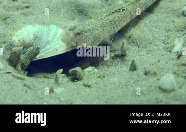 Reproduction Marbled goby (Pomatoschistus marmoratus): the male ...