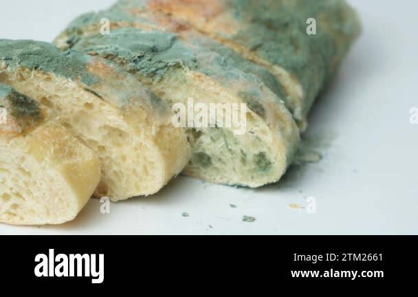 Mold on slice bread Stock Videos & Footage - HD and 4K Video Clips - Alamy
