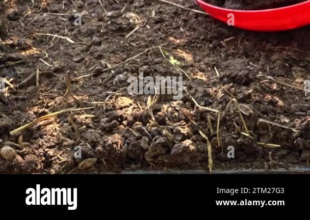 Green manure seed Stock Videos & Footage - HD and 4K Video Clips - Alamy