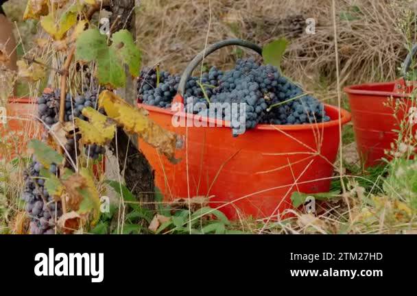 Full harvesting bucket Stock Videos & Footage - HD and 4K Video Clips ...