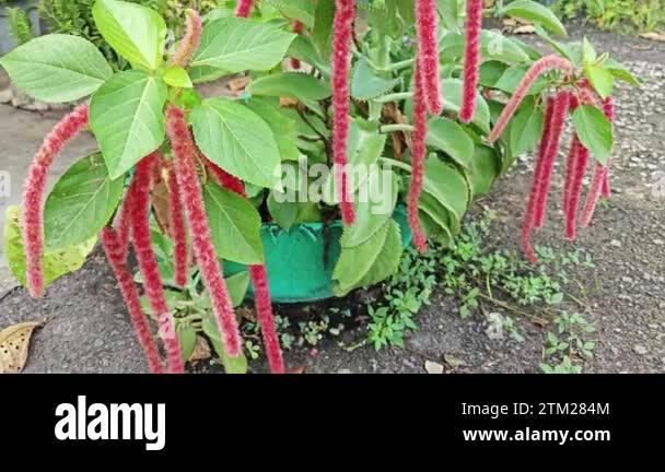 Tail flower Stock Videos & Footage - HD and 4K Video Clips - Alamy