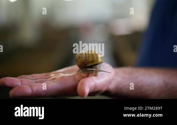 Close-up snail crawling on male Caucasian hand. Unrecognizable ...