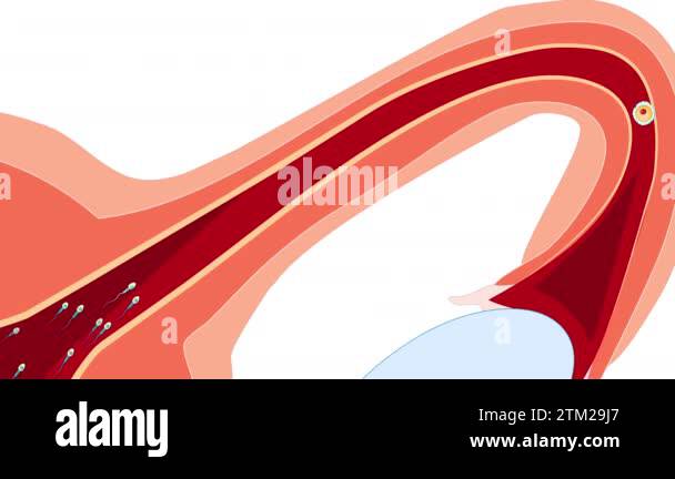 Fertilization: From ovulation to implantation. development of a human ...