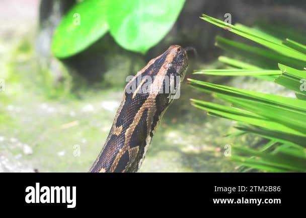 Sleep snake Stock Videos & Footage - HD and 4K Video Clips - Alamy