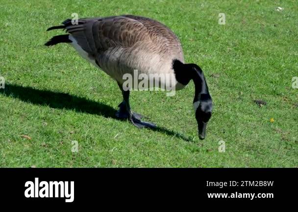 Wild Canadian Geese Feeding on Grass followed by adult Canada goose ...