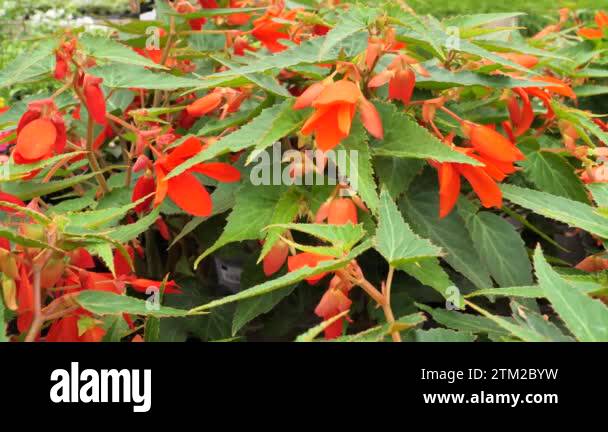 Begonia boliviensis trailing orange Stock Videos & Footage - HD and 4K ...