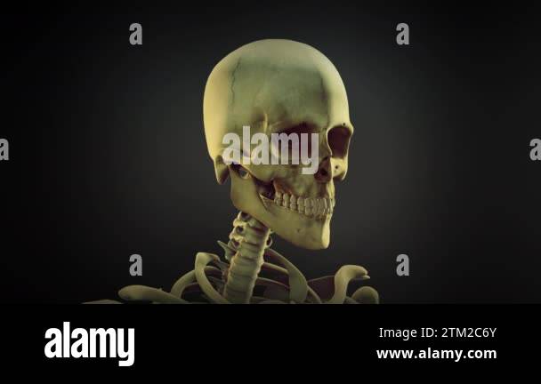 Skull human structure anatomy Stock Videos & Footage - HD and 4K Video ...
