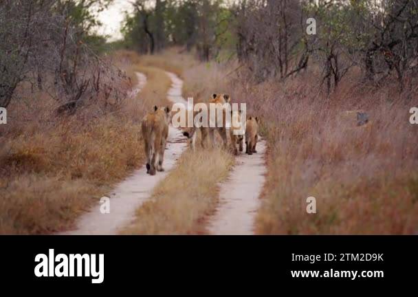 A wide shot showing the back view of lions and cubs walking on a ...