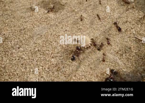 Witness the incredible teamwork of a colony of ants as they work ...