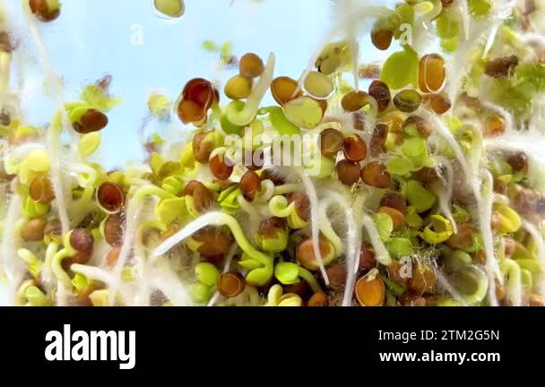 Young sprouts of radish microgreens behind glass growing in jar. Roots ...