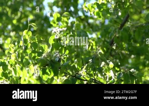 Green leaves. White appletree blossoms sway in the wind. Spring ...