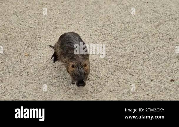 Nutria.Myocastor coypus on the sand in an aviary.waterfowl rodent coypu ...