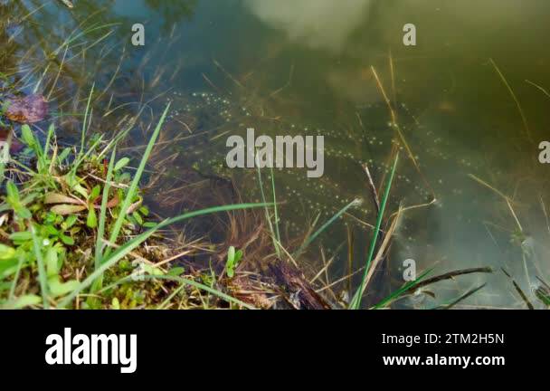 Aquatic biotopes Stock Videos & Footage - HD and 4K Video Clips - Alamy