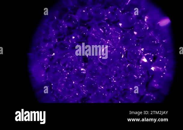 Cell division, formation of morula and embryo. The concept of the ovum ...