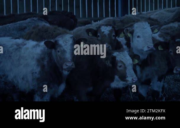 Large forward facing eyes Stock Videos & Footage - HD and 4K Video ...