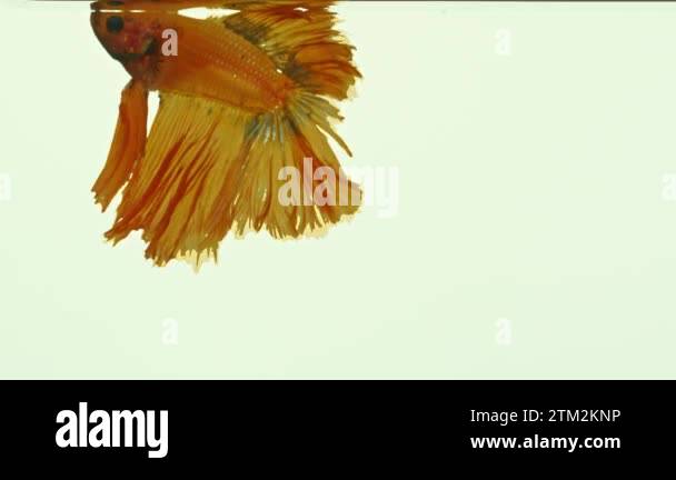 A Yellow fighting fish shakes its fins in the clear water.When the ...