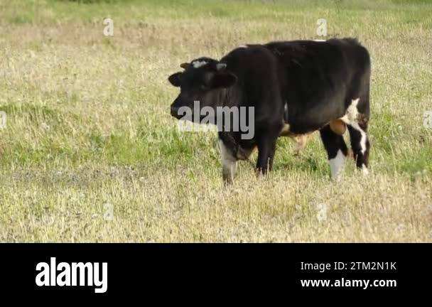 Common beef cattle Stock Videos & Footage - HD and 4K Video Clips - Alamy