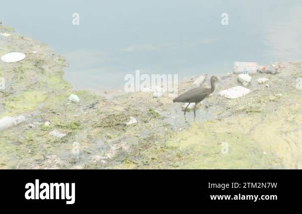 The Ibis bird walks on algae and looks for food on a polluted river ...