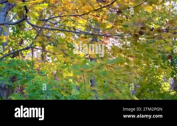 Autumn and Fall Leaves Blowing in a Gentle Breeze at Chatham, Cape Cod ...