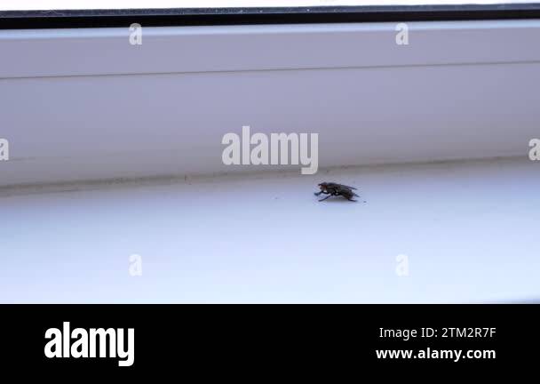 Large Gray Fly Sitting on a Dirty White Windowsill, Cleaning Wings ...