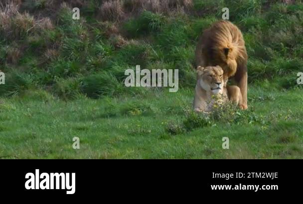 African Lion, panthera leo, Pair with Male and Female mating, Real Time ...