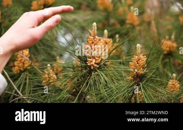 Pollen from male pollen cones Stock Videos & Footage - HD and 4K Video ...