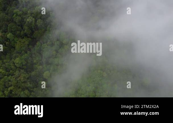 Dense low forest Stock Videos & Footage - HD and 4K Video Clips - Alamy