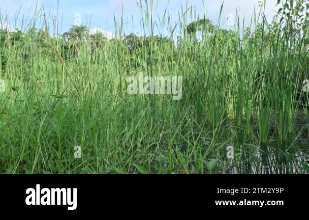 Typha angustifolia plant. Its other names lesser bulrush,narrowleaf ...