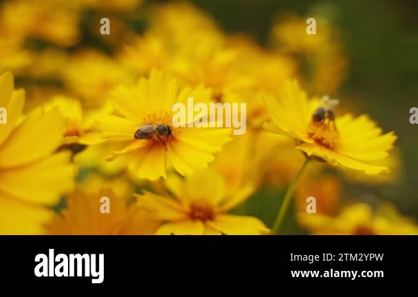 Outdoor plant pollen pollinate pollination season summer wing yellow ...