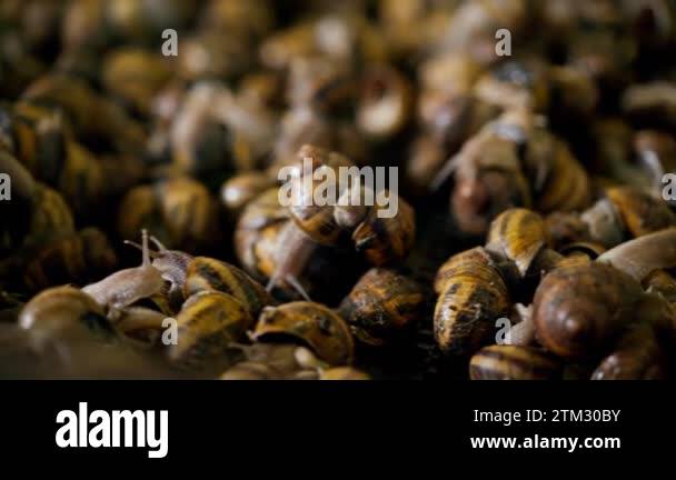 Close-up brown spiral shells of land snails lying in sunshine. Group of ...