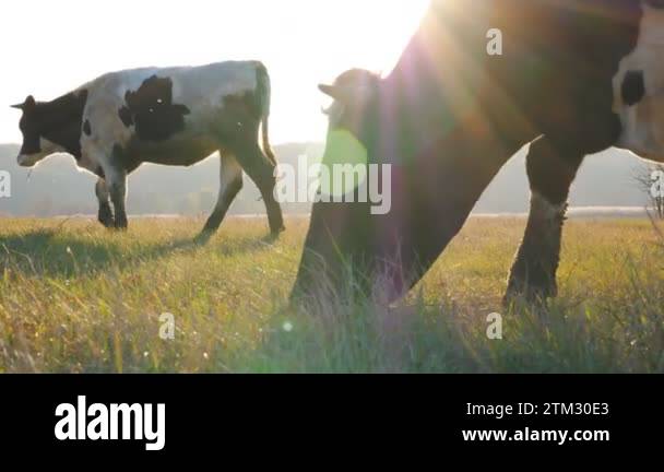 Cow eating fresh green grass on lawn. Herd of cattle grazing on pasture ...